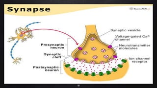 Synapses (Chemical synapses) By Mayur Anant Dakhore | PPTX