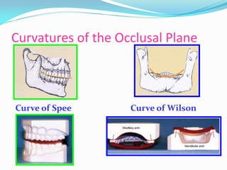 Mazen doumani dental anatomy | PDF