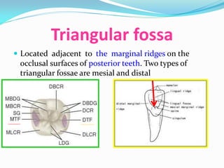 Triangular Fossa Teeth