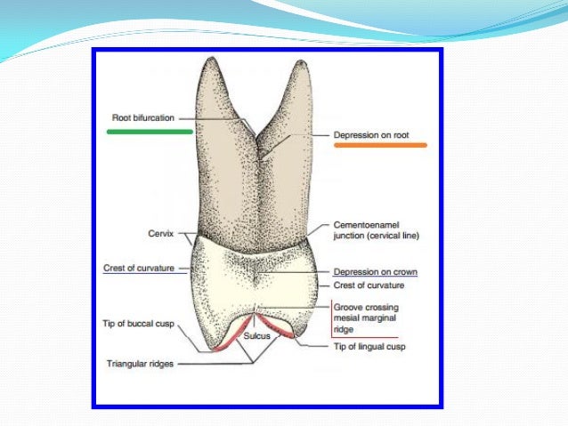 Mazen doumani dental anatomy