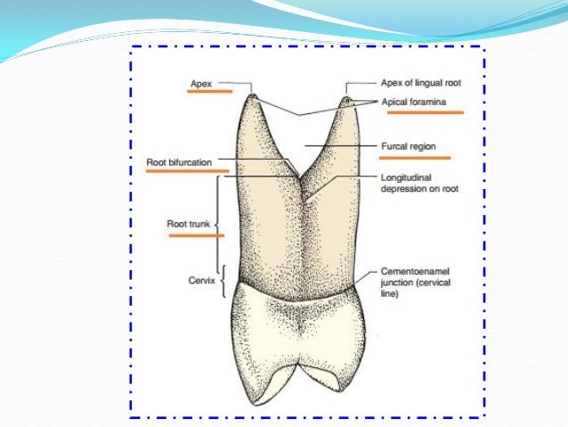 Mazen doumani dental anatomy