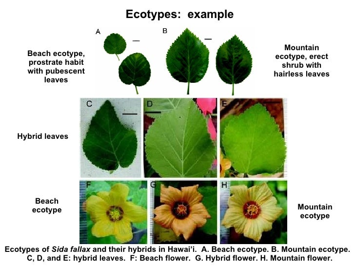 Genetics 101: Genetic Differentiation in the Age of Ecological Restor…