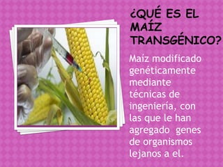 Maíz transgénico presentacion | PPTX