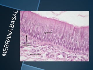 Membrana Basal | PPTX