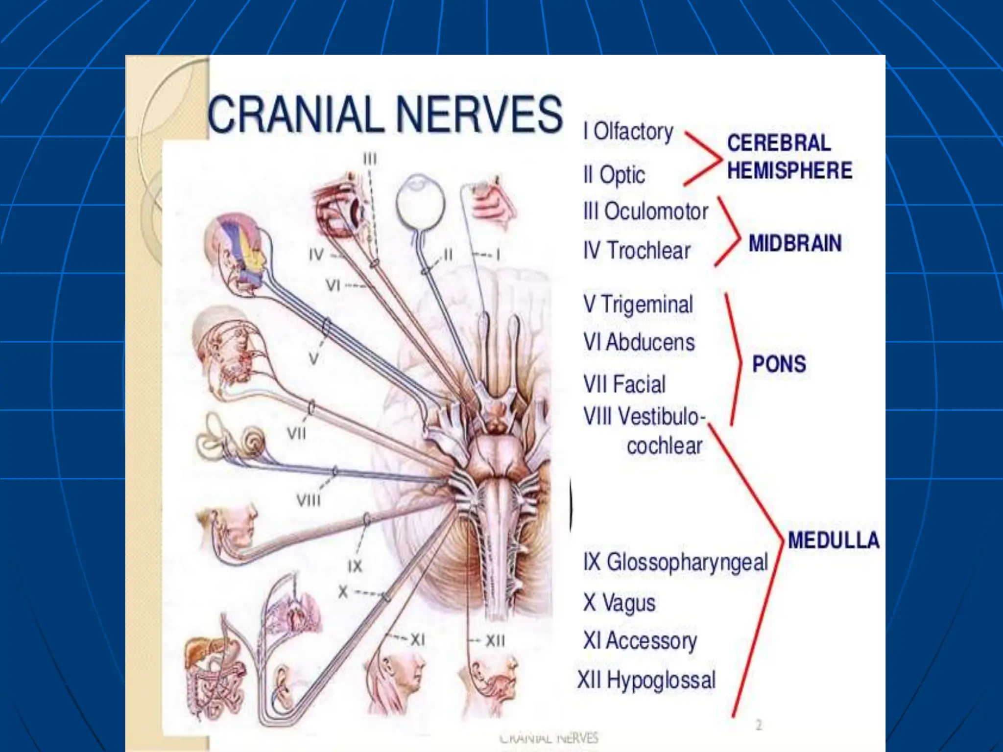 Anatomy of hind brain (mid brain,pons & medulla | PPT