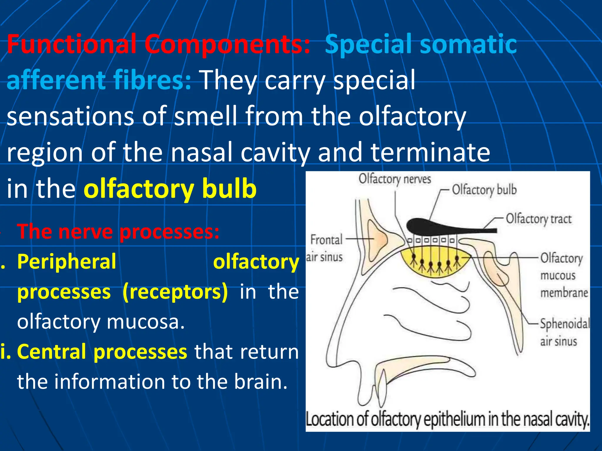 Anatomy of hind brain (mid brain,pons & medulla | PPT