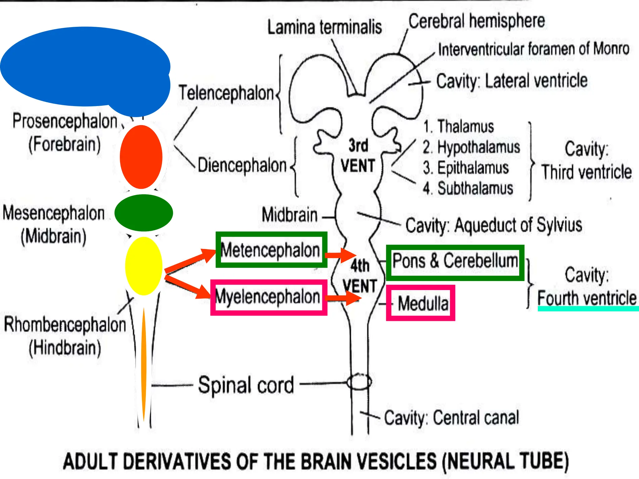 Anatomy of hind brain (mid brain,pons & medulla | PPT