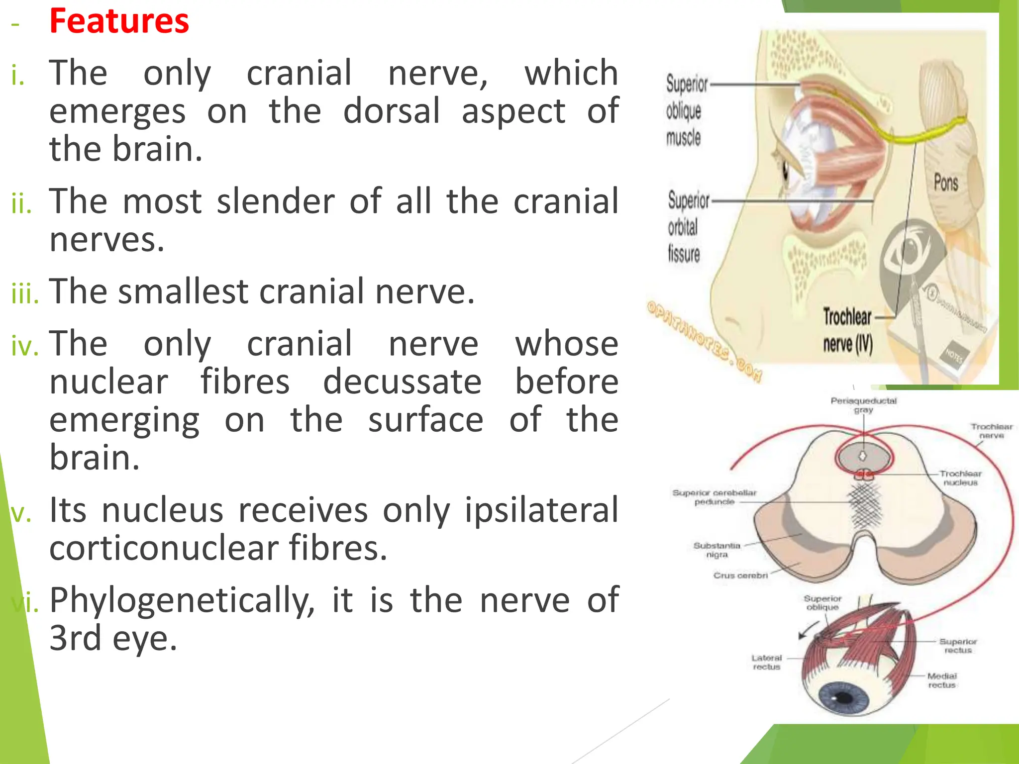 Anatomy of hind brain (mid brain,pons & medulla | PPT