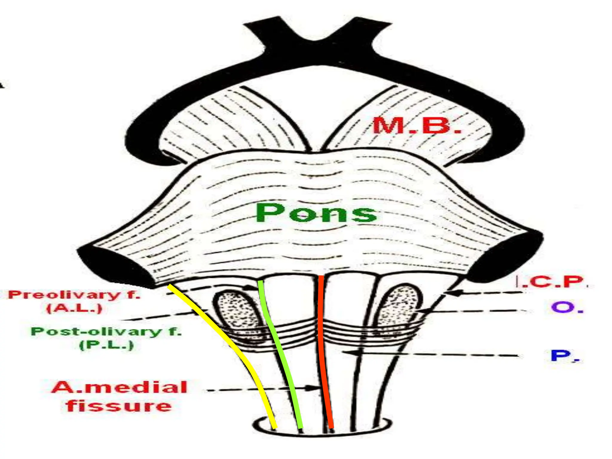 Anatomy of hind brain (mid brain,pons & medulla | PPT