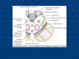 Anatomy of hind brain (mid brain,pons & medulla | PPT