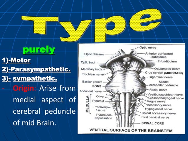 Anatomy of hind brain (mid brain,pons & medulla | PPT