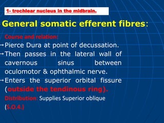 Anatomy of hind brain (mid brain,pons & medulla | PPT