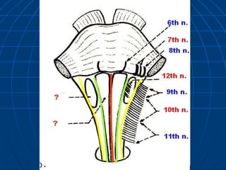 Anatomy of hind brain (mid brain,pons & medulla | PPT