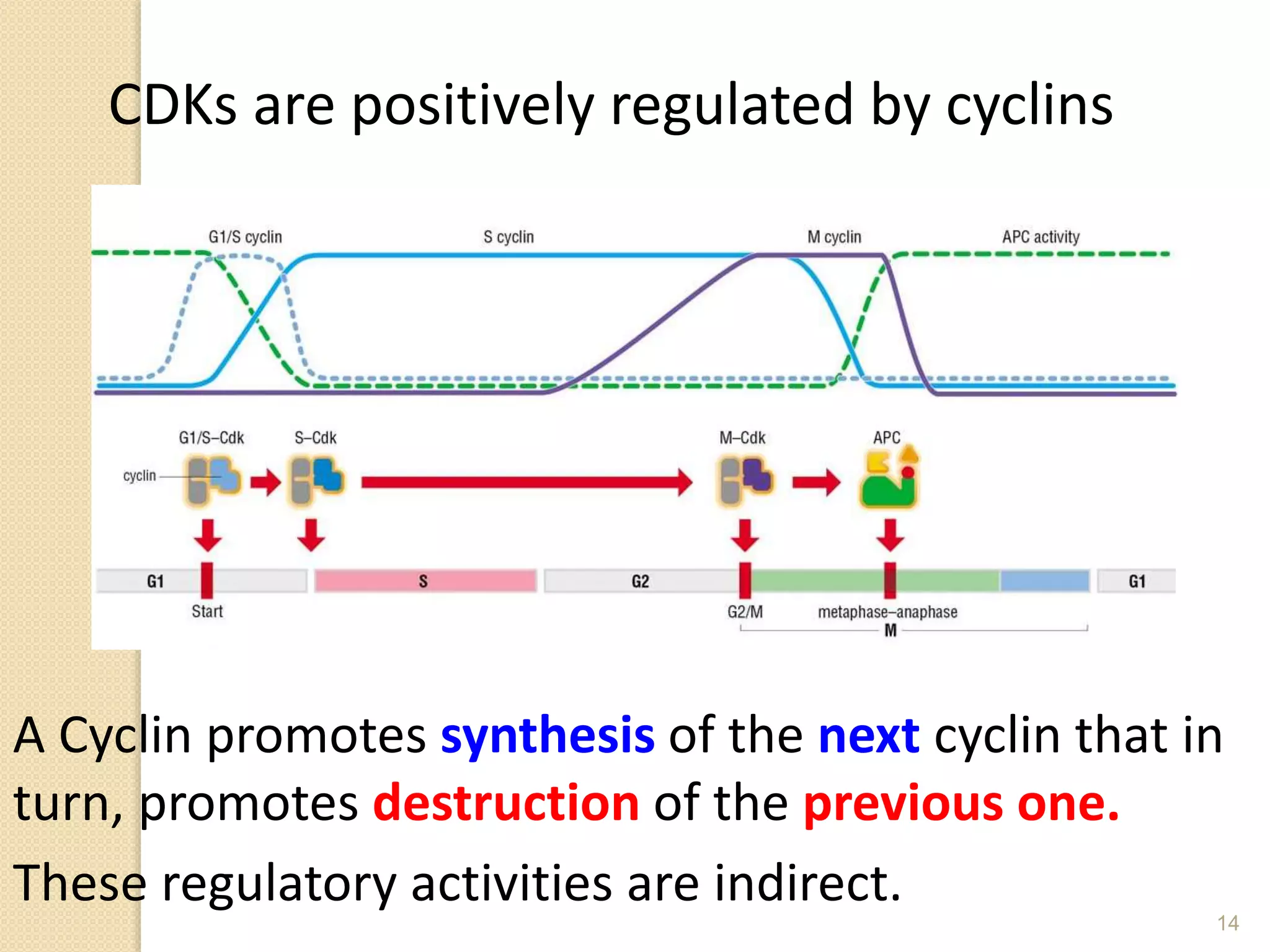 Regulation of Cell cycle- by Chinmayi Upadhyaya | PPTX