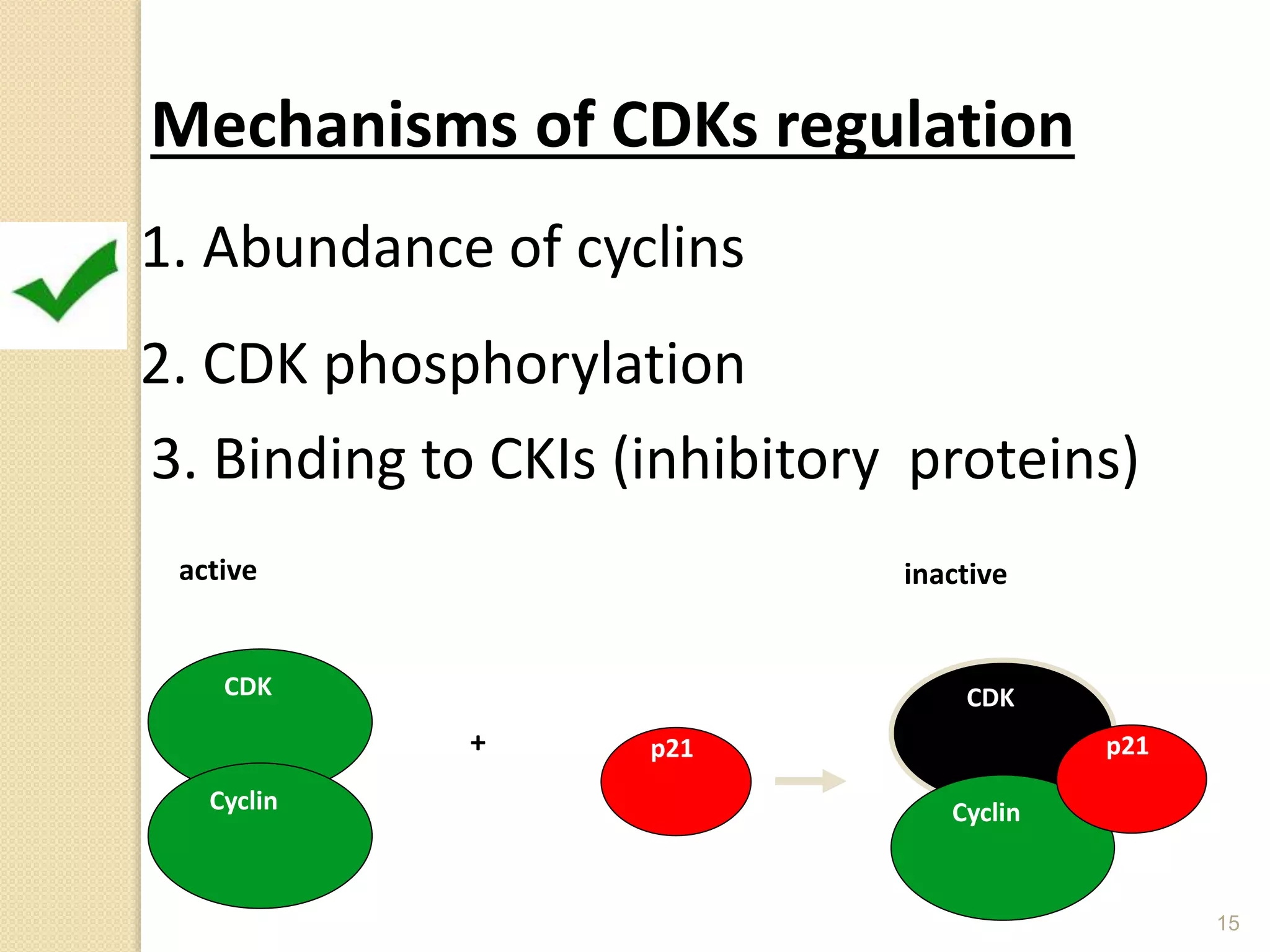 Regulation of Cell cycle- by Chinmayi Upadhyaya | PPTX | Biological ...