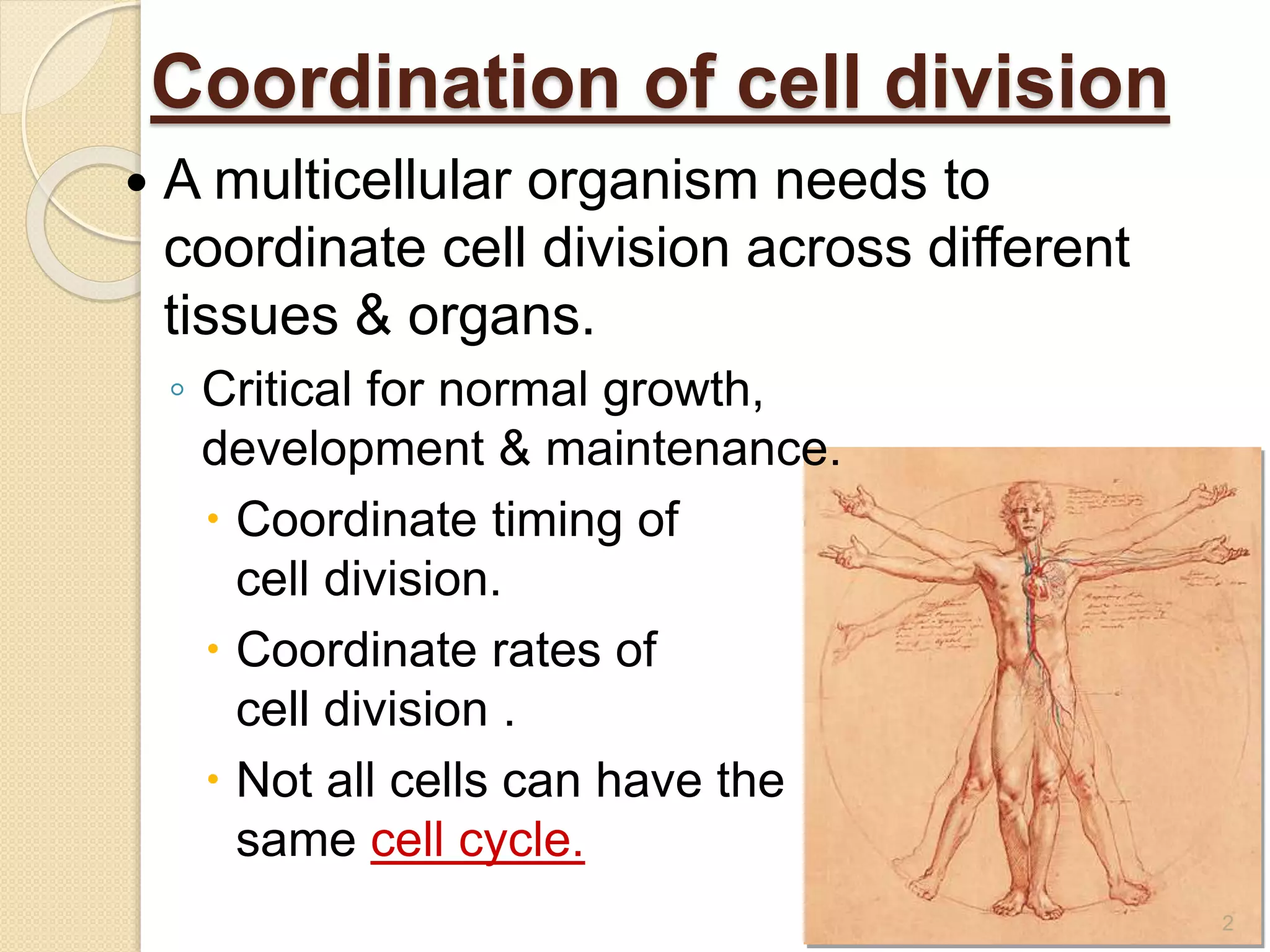Regulation of Cell cycle- by Chinmayi Upadhyaya | PPTX