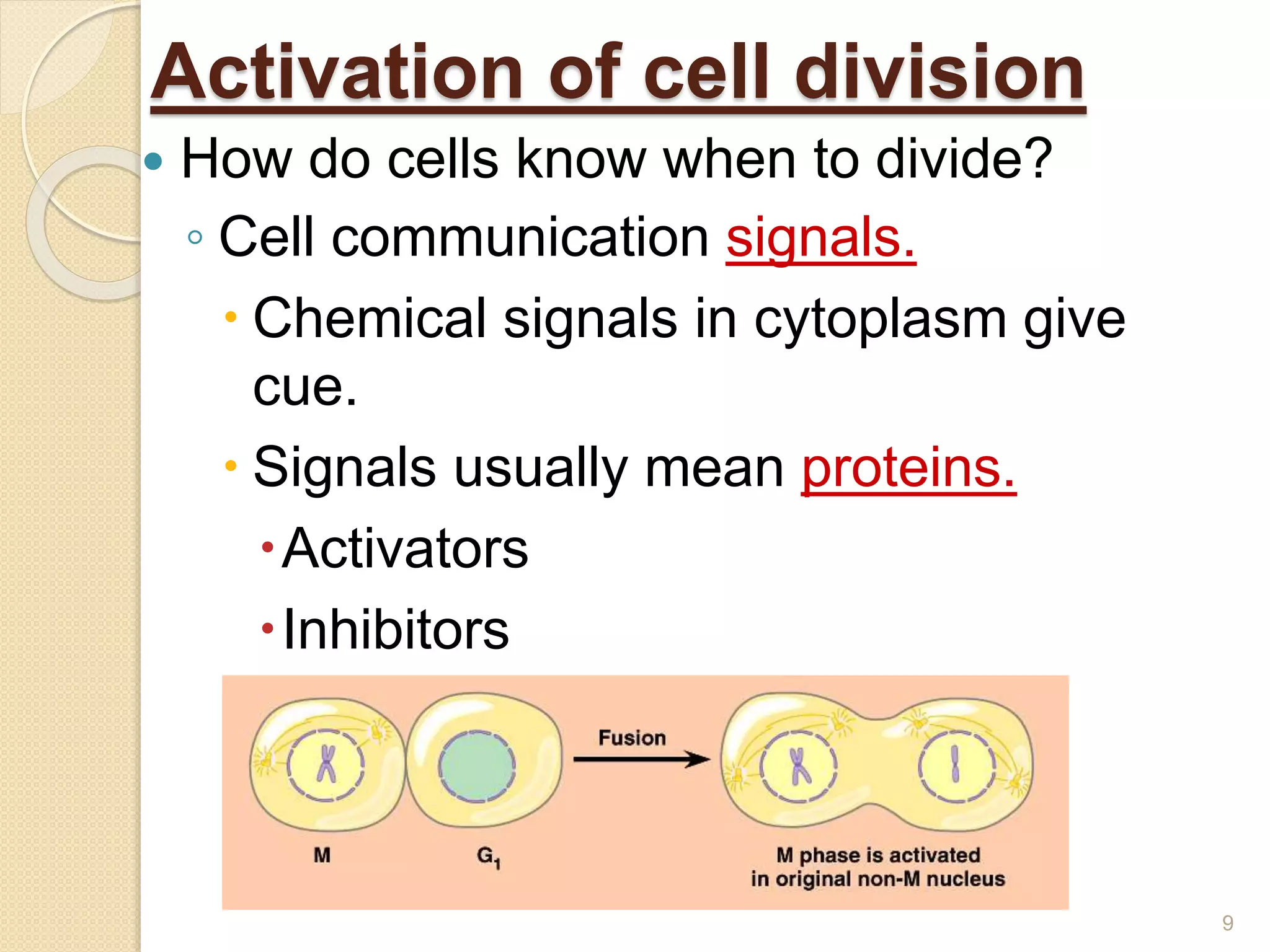 Regulation of Cell cycle- by Chinmayi Upadhyaya | PPTX