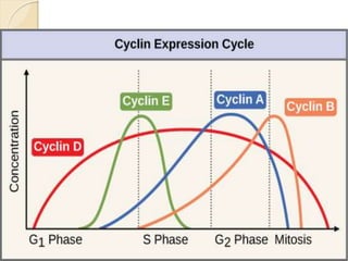 Regulation of Cell cycle- by Chinmayi Upadhyaya | PPTX