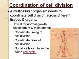 Regulation of Cell cycle- by Chinmayi Upadhyaya | PPTX | Biological ...