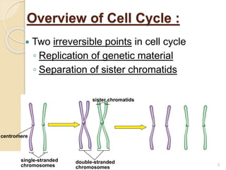 Regulation of Cell cycle- by Chinmayi Upadhyaya | PPTX
