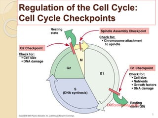 Regulation of Cell cycle- by Chinmayi Upadhyaya | PPTX
