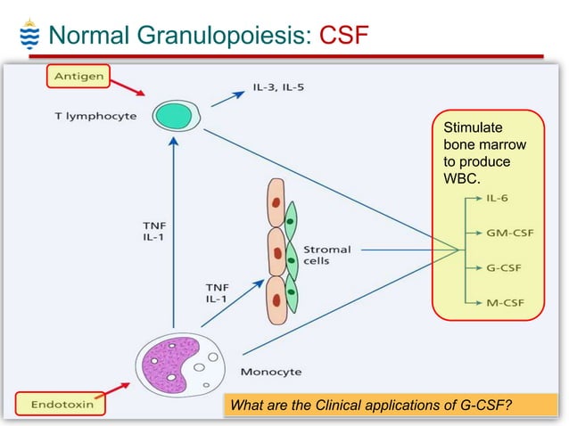 Pathology of WBC Disorders | PPTX | Blood Disorders | Diseases and ...