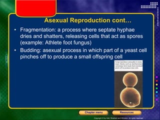 fungal cell sructure and their function MB_26_mac.ppt