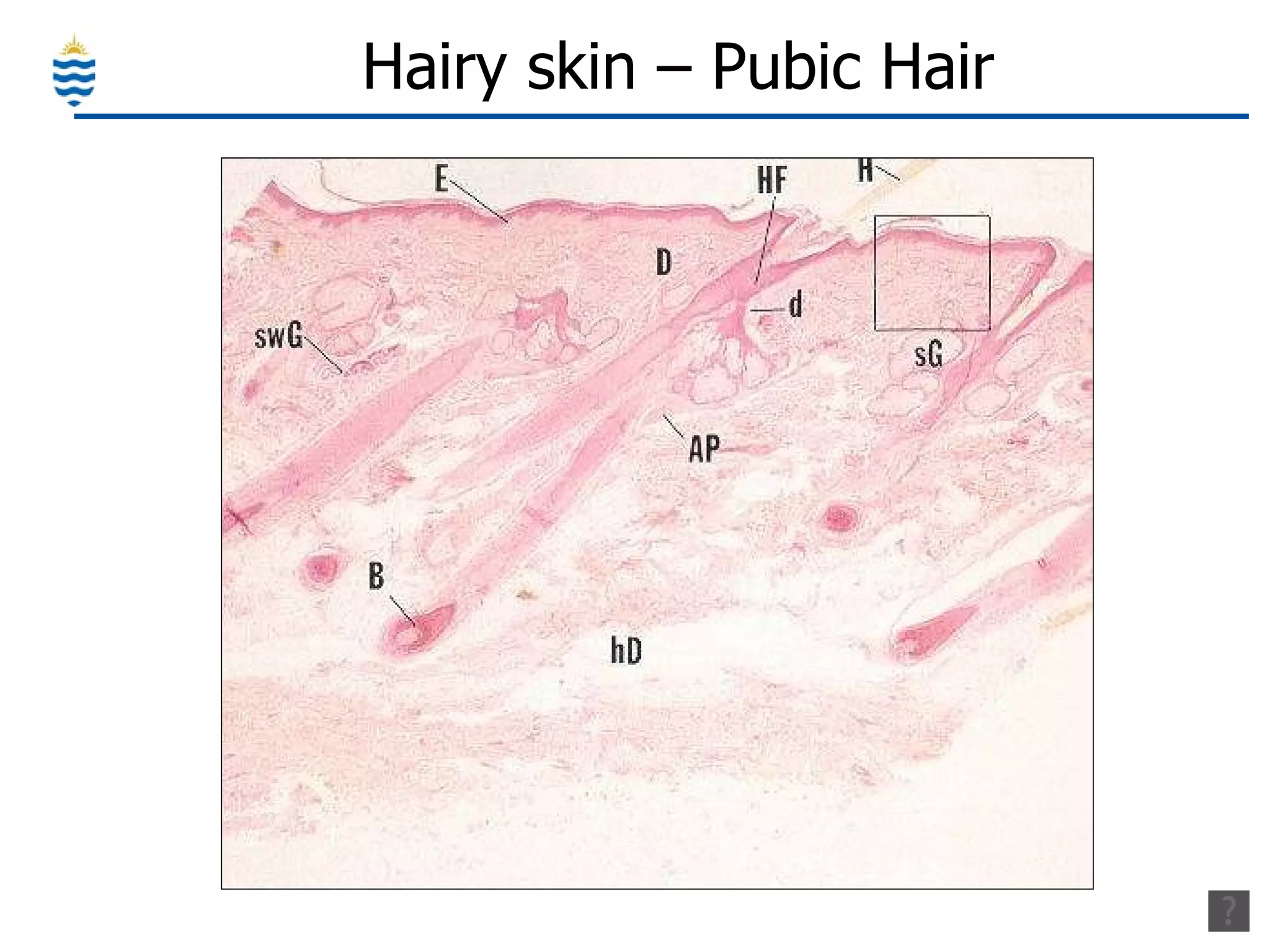 Pathology of Skin - Introduction | PPT