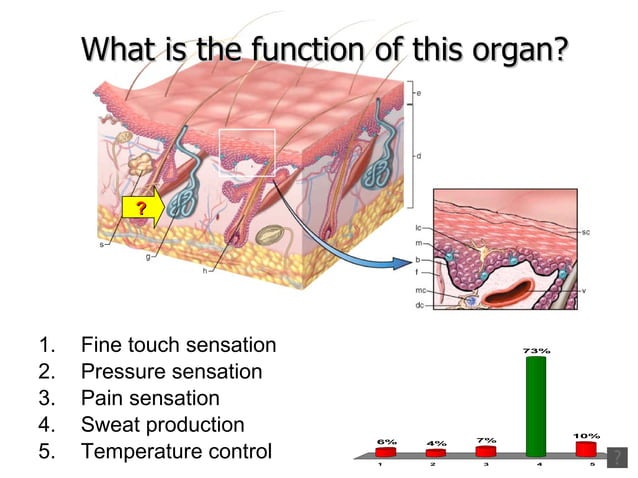 Pathology of Skin - Introduction | PPT | Skin and Dermatology ...