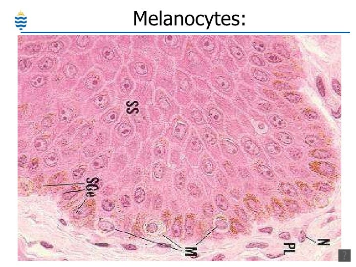Pathology of Skin - Introduction