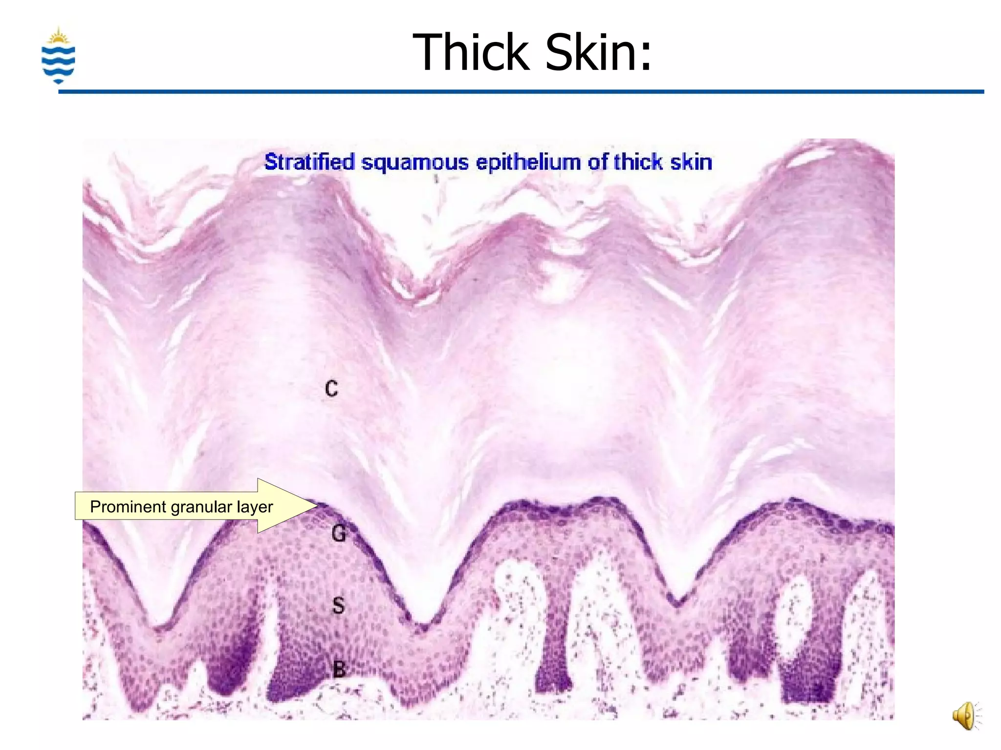 Pathology of Skin - Common Disorders | PPT