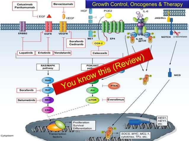 Pathology Lecture - Neoplasia | PPTX | Cancer | Diseases and Conditions