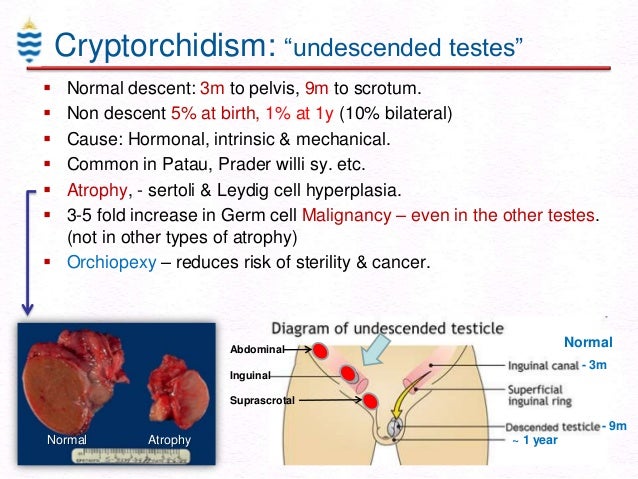 Pathology Review-Term4