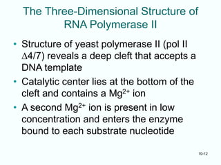 MB(5) Chapter_10 Eucaryotic RNA polymerase.ppt