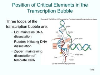 MB(5) Chapter_10 Eucaryotic RNA polymerase.ppt