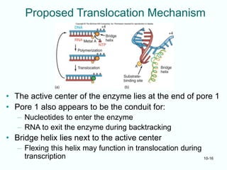 MB(5) Chapter_10 Eucaryotic RNA polymerase.ppt