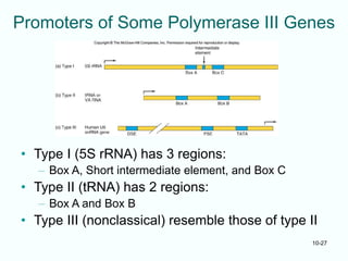 MB(5) Chapter_10 Eucaryotic RNA polymerase.ppt