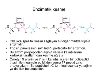 Mb5~protein saflaştırma ve analizi | PPT