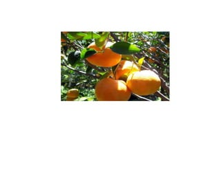 LKA TEMA JERUK PAUD | PPT