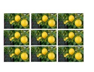 LKA TEMA JERUK PAUD | PPT