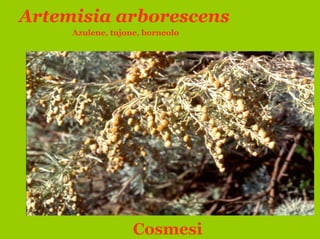 M ballero la sardegnauna miniera di molecole naturali | PDF