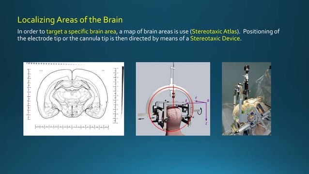 MBB 10 Brain Stimulation.pptx