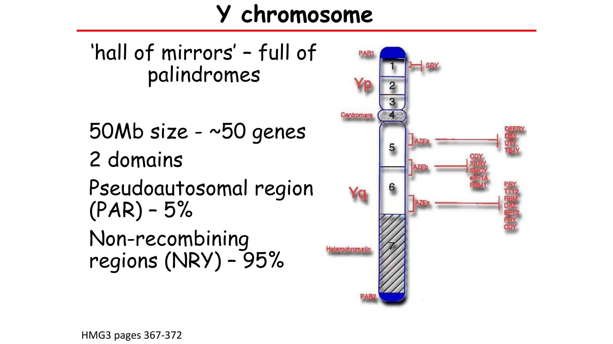 chromosome - Chromosomes + Mutations 3.pptx