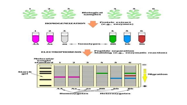 molecular biology Molecular markers (1).pptx