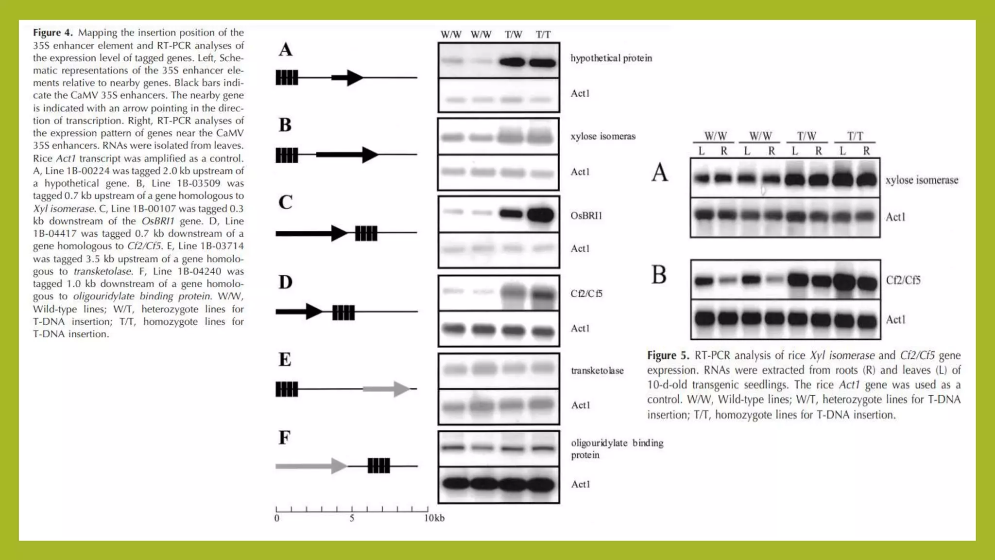 TDNA tagging and case study | PPTX