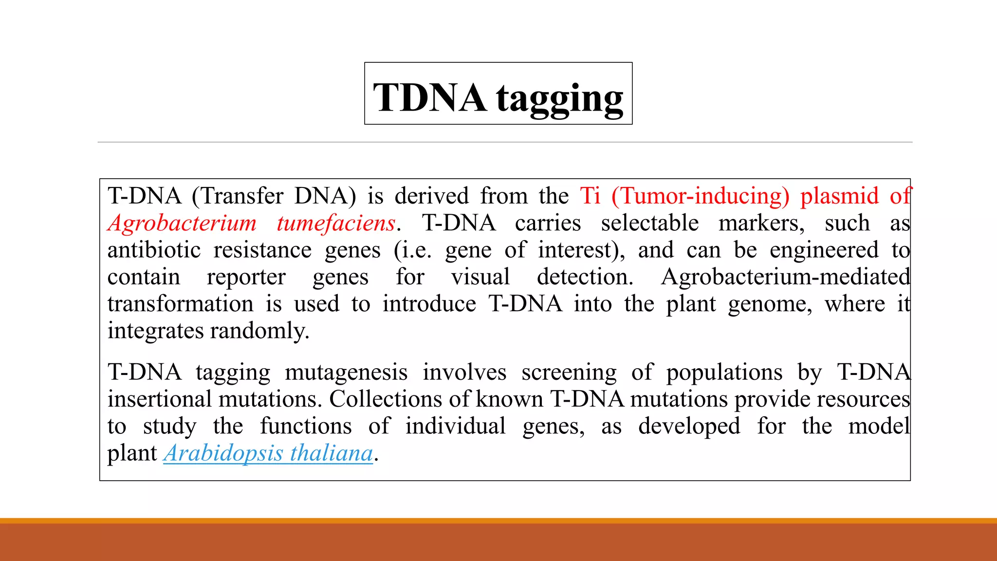 TDNA tagging and case study | PPTX