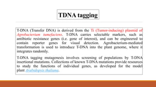 TDNA tagging and case study | PPTX