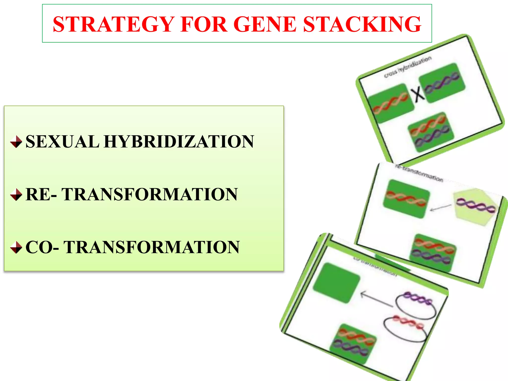 Gene stacking | PPTX