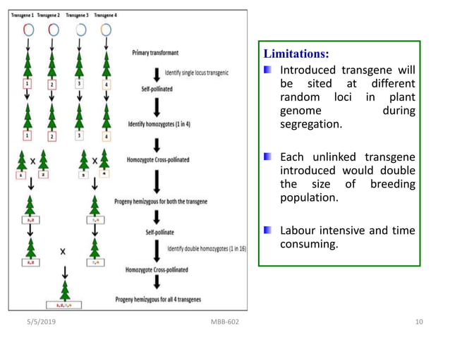Gene stacking | PPTX