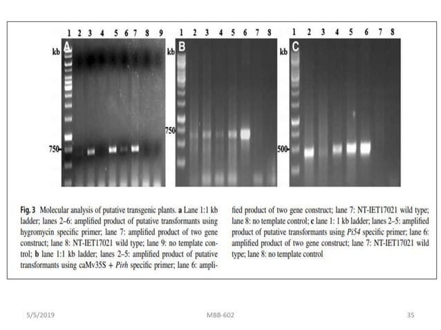 Gene stacking | PPTX